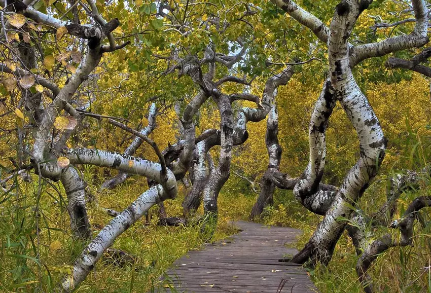 Crooked Trees, Canada ปรากฏการณ์ทางธรรมชาตินี้ยังคงเป็นปริศนาสำหรับนักวิทยาศาสตร์ นักวิจัยคาดการณ์ว่านี่อาจเป็นหนึ่งในอาการของการกลายพันธุ์ทางพันธุกรรม ลำต้นของต้นไม้ในป่าในรัฐซัสแคตเชวันเริ่มม้วนตัวเป็นป่าคดเคี้ยว