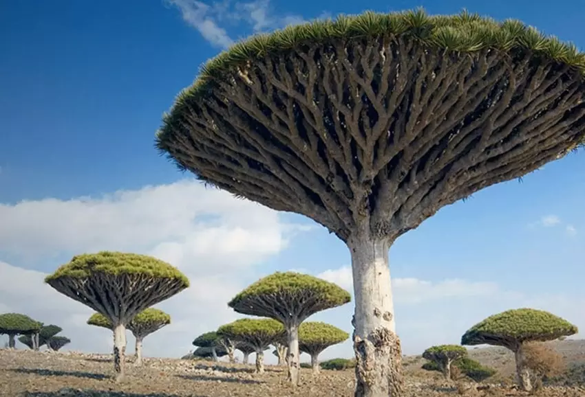 Socotra เยเมน หมู่เกาะนี้เป็นหนึ่งในหมู่เกาะที่มีต้นกำเนิดจากทวีปที่แยกตัวมากที่สุดในโลก สันนิษฐานว่าแยกจากแอฟริกาเมื่อประมาณ 6 ล้านปีก่อน เกาะแห่งนี้เป็นที่ตั้งของพืชที่หายากที่สุดในโลก โดยหนึ่งในสามของจำนวนนี้ไม่มีที่ไหนอีกแล้ว