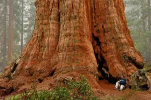 A árbore máis grande da terra