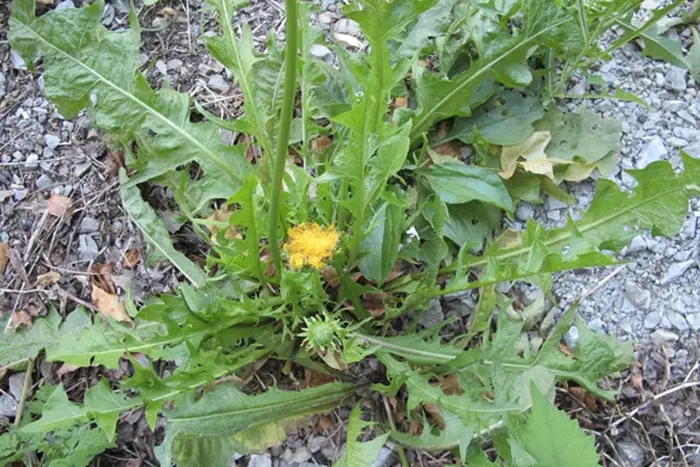 Mat Hvis du må venne deg til rollen som den siste helten en stund, må du også lete etter mat i skogen. Blant annet vil spiselige planter hjelpe deg med ikke å dø av sult. Du kan fylle på kalorier ved hjelp av villløk, løvetann, døve brennesle og det samme uerstattelige plantainet.