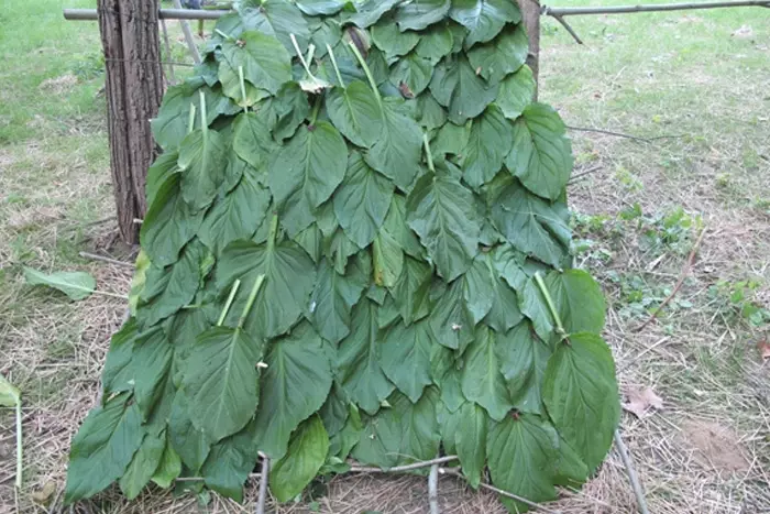 Ceannbhrat Ó am ársa, tá duilleoga banana in úsáid ag na dúchasaigh chun díonta a thógáil. Is féidir leat an teicníc chéanna a ghlacadh freisin, ach in ionad brainsí pailme, bain úsáid as ualaí móra leathanduilleacha agus déan ceannbhrat astu. Tosaigh ón mbun, ag leagan na duilleoga le forluí mór, cosúil leis na scealla.