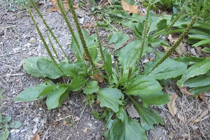 藥物 所有傳統醫學都基於使用植物的頂部、根部和其他部分。每個人從小就使用的最著名的藥物是車前草。它是最受歡迎的天然防腐劑，可促進傷口快速癒合。除此之外，您還可以在森林中找到其他具有抗炎、鎮痛和抗菌作用的藥物。