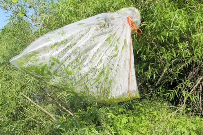 Vann I fravær av andre kilder kan livgivende fuktighet hentes fra planter. For å gjøre dette, bind en plastpose rundt en gren eller kutt en plante, legg den i en pose og la den ligge i solen. Etter en stund, på grunn av fordampende fuktighet, vil du motta en liten mengde vann.