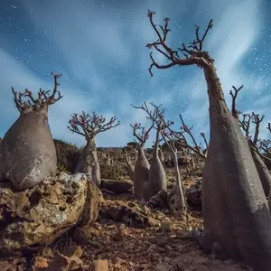 Socotra: başqa planetdən gələn bir ada