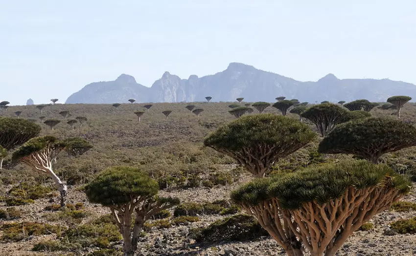 A maior de todas as ilhas é Socotra. Sua área é de 3625 km2. A ilha se estende por 134 km. de comprimento e 43 km. ampla.