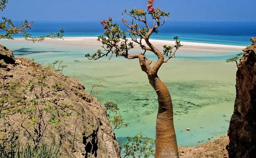 Sokotrako flora eta fauna endemismo maila altuagatik bereizten da, hau da, hemen dauden espezie asko munduko beste inon ez daude. Uhartean hazten diren 825 landare espezieetatik% 37 endemikoak dira.