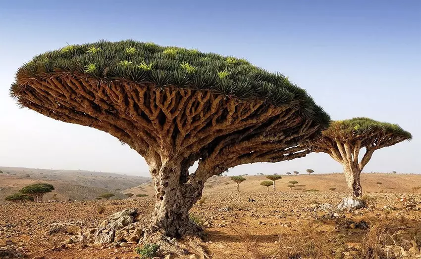 The symbol of Socotra is the cinnabar-red Dracaena tree. The crown of the tree, the height of which can reach up to 10 meters, resembles a mushroom in shape. If the bark is cut, red sap begins to flow out of the tree, which quickly hardens. Local people use it widely as a cosmetic and medicine.