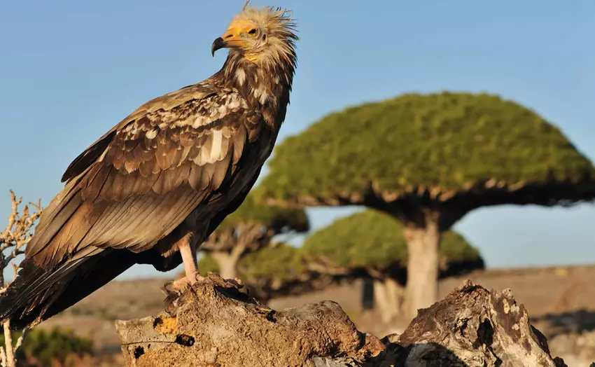 Socotra is home to rare bird species. In total, 192 species live here, including those that arrive only for wintering. Many of the birds are critically endangered. Some of the species, such as the Socotran long-tailed starling, the Socotran sunbird, the Socotran sparrow and the golden-winged finch, are endemic.