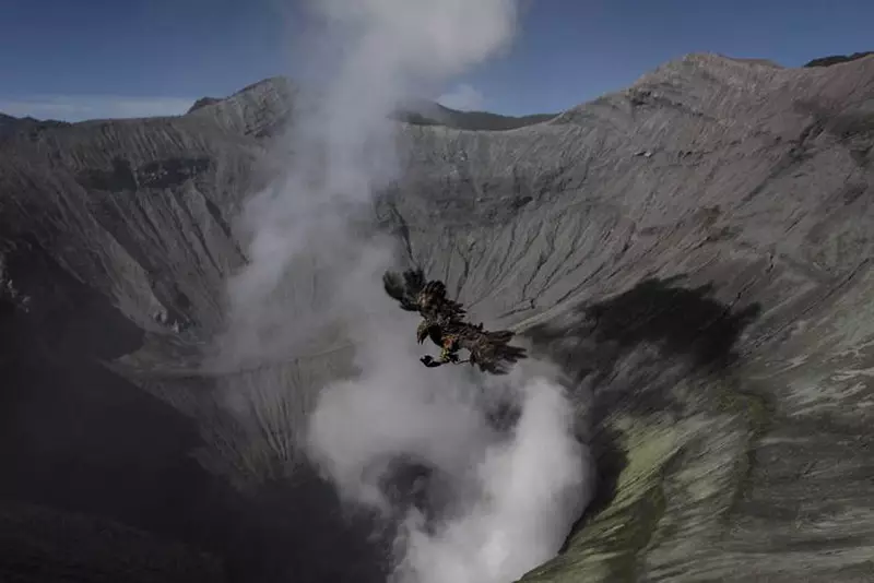 Seekor burung terbang di atas kawah gunung berapi Indonesia Bromo semasa festival tahunan Yadnaya Kasada. 12 Ogos 2014.