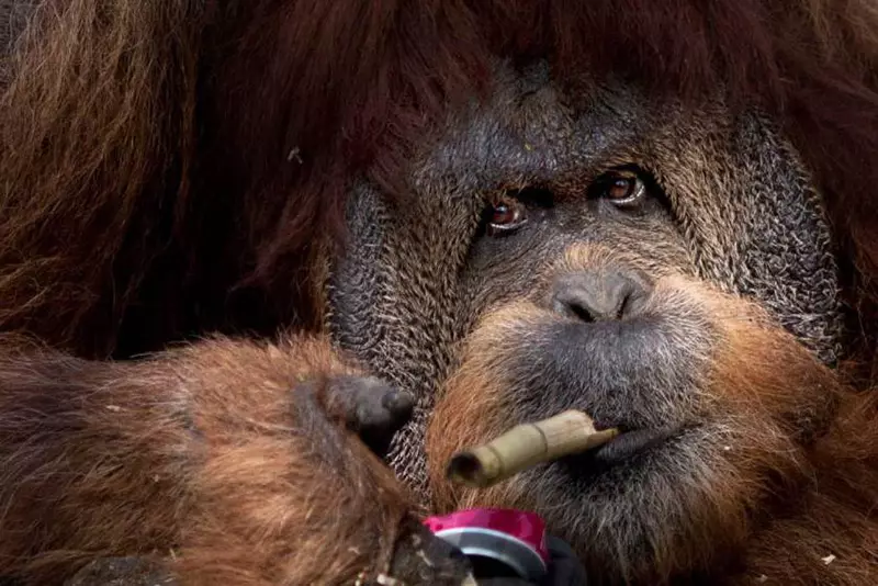 USumatran orangutan Mushon, oneminyaka engama-45, udlala ngesiqwenga se-bamboo kunye netoti kwiTel Aviv Zoological Centre kwa-Israyeli. Ngomhla wamashumi amabini anesixhenxe ku-Matshi 2014.