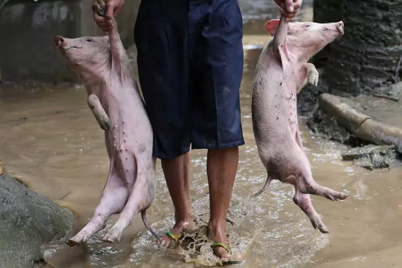 Anak babi dari pinggir bandar San Mateo di Filipina pulang ke rumah setelah dihanyutkan oleh banjir. 15 September 2014.