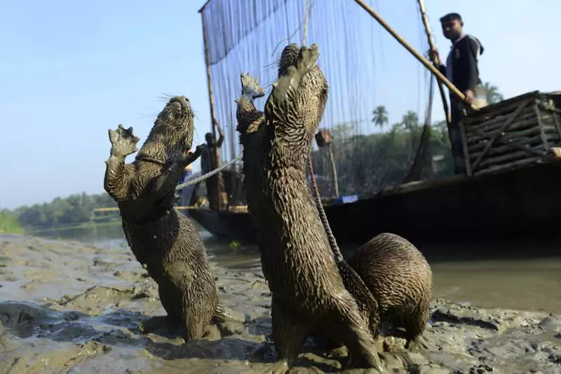 Seorang nelayan dari kota Narail di Bangladesh melatih berang-berang untuk menangkap ikan. 11 Mac 2014.