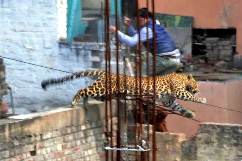 Seekor macan tutul melompat di tapak pembinaan berhampiran pasar perabot di Meratha, India. 23 Februari 2014.