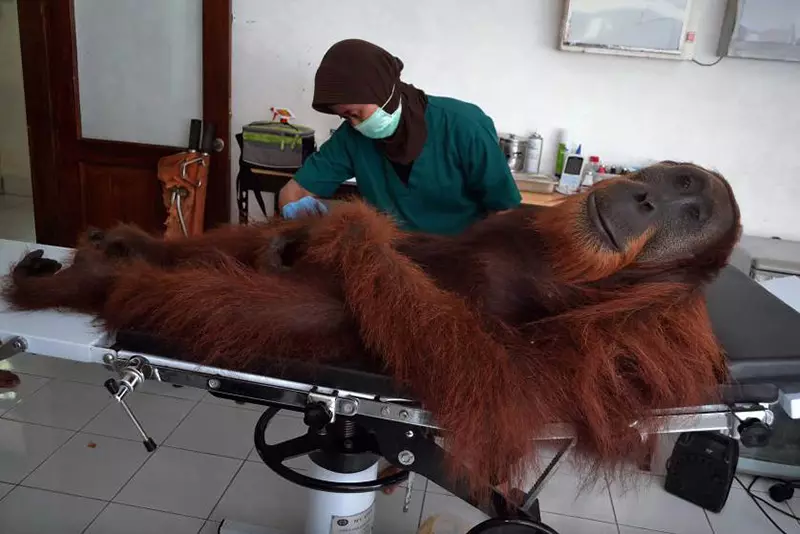 Seorang doktor haiwan di pusat jagaan orangutan di Sumatera utara, Indonesia, melakukan ujian terhadap salah satu monyet yang dijumpai dengan kesan tembakan senapang. 16 April 2014.