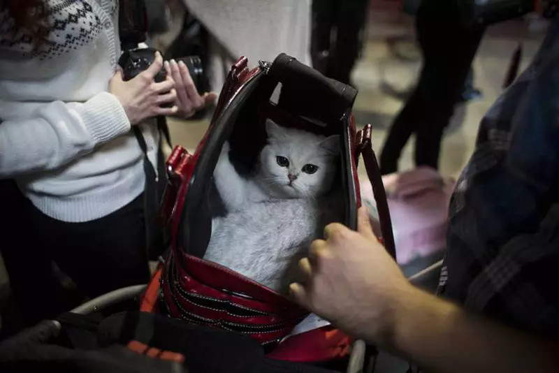 Seekor kucing dalam beg khas di World Cat Show di Prague. 25 Oktober 2014.