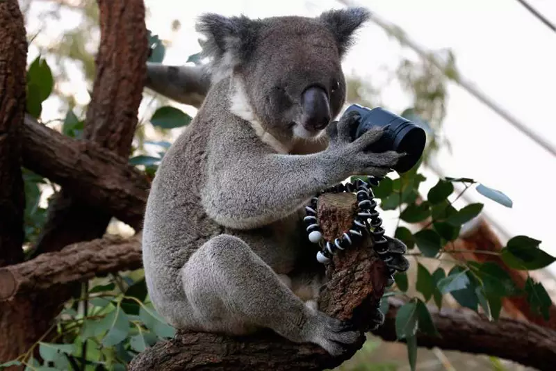 I-koala enesiphene kwiso lokuzalwa ihleli emthini eSydney Zoo e-Australia. Nge-3 ka-Epreli 2014.