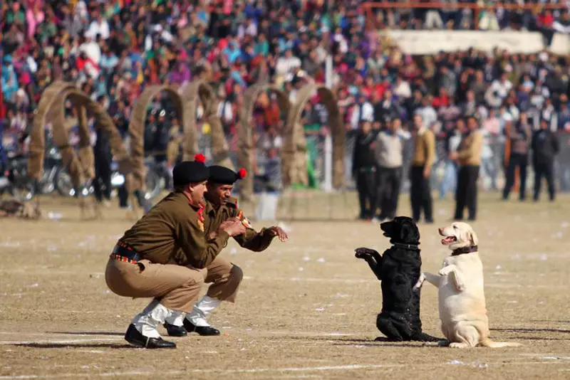 Iicynologists ezivela kwi-Indian Border Service zithatha inxaxheba kwimibhiyozo yoSuku lweRiphabhlikhi eIndiya Jammu. Nge-26 kaJuni 2014.