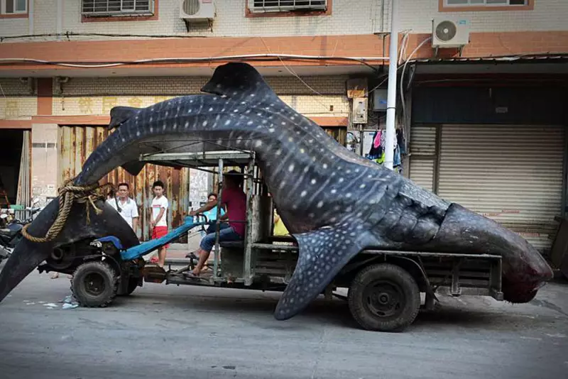 Seorang nelayan di wilayah Yangtze di China mengangkut ikan hiu paus yang terperangkap di dalam jaringnya. 1 Ogos 2014.