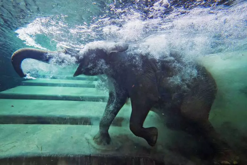 Iqula elikhethekileyo lendlovu kwiLeipzig Zoo eJamani. Nge-5 ka-Agasti ka-2014.