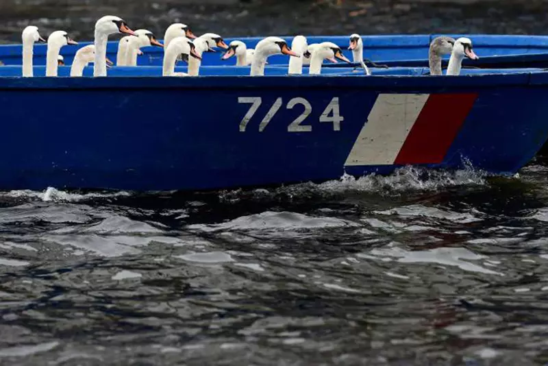 Angsa yang dikumpulkan dari tasik Alster di Hamburg duduk di dalam kapal. 18 November 2014.