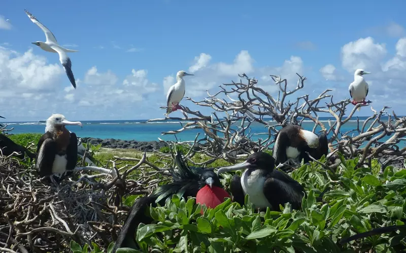 Monumen Laut Nasional Papahanaumokuakea Area: 360.000 km² Cagar alam Papahanaumokuakea terletak di kepulauan Hawaii dan menyatukan sepuluh atol dan pulau kecil yang membentuk strukturnya. Cagar alam ini adalah rumah bagi 7.000 spesies berbeda, termasuk anjing laut biarawan Hawaii yang terancam punah.