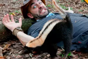 Skunk: det mest stinkande djuret på planeten