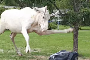 Moose mkubwa wa albino alipigana na mashine ya kukata nyasi kwa eneo