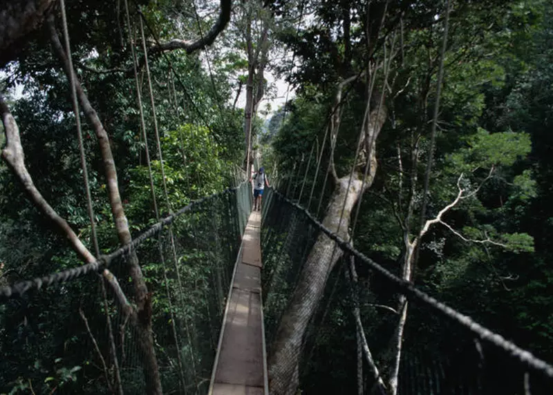 Taman Negara, Malaysia Taman Negara National Park ligger blandt de tropiske skove i Malaysia. En af parkens ruter løber langs en 510 meter lang hængebro. En smal sti af reb og planker er placeret mere end 45 meter over jorden, lige på toppen af ​​træerne.