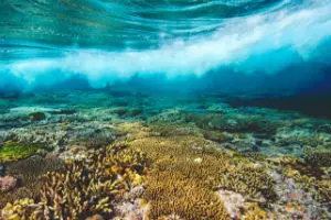 La Grande Barriera Corallina ha iniziato a ripararsi