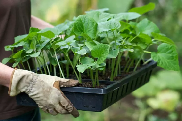 Mudas De plantas já germinadas para o período inverno-primavera, você vai gostar de verduras da seguinte lista: cebolinha, abobrinha, brócolis e couve-rábano. De ervas, espécimes resistentes à geada, como alecrim e cominho, são adequados.