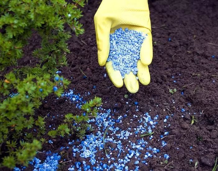 Sterkoj Printempe vi devos nutri la plantojn per nitrogenaj sterkoj (ureo, putra sterko kaj kompoŝto), kiuj certigos la normalan kreskon de la plantitaj plantoj. Ankaŭ necesas suplemento de fosforo-kalio: la evoluo de florburĝonoj en fruktojn kaj la gusto de la rikoltitaj fruktoj dependas de ĝi.