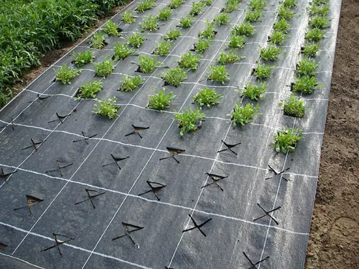 Papildoma apsauga Agrotekstilė arba agropluoštas taip pat gali būti naudojami augalams apsaugoti. Agropluošto ypatumai yra tai, kad jis skatina oro cirkuliaciją viduje ir išorėje, atspindi ultravioletinius spindulius ir praleidžia šilumą viduje. Mažo tankio agropluoštas gali būti naudojamas apsaugoti mūsų sodinius nuo pavasario šalnų.