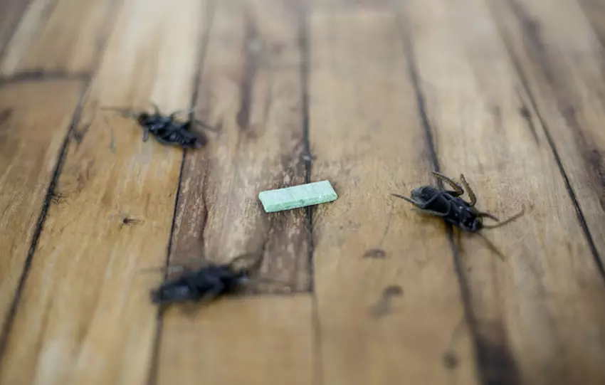 Menthol, a repellent often found in chewing gum, can not only freshen your breath but also repel individual insects. The substance is a powerful natural repellent, the smell of which is not tolerated by some species of beetles, cockroaches and silkworms.