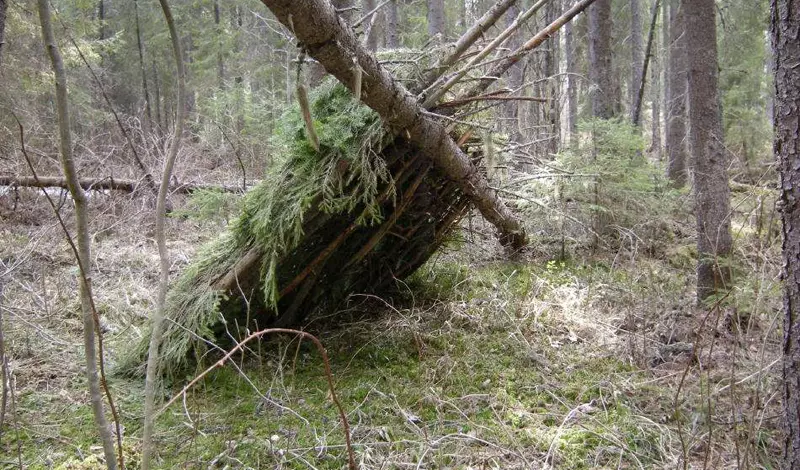 Rifugio Per cominciare, nel bosco, vale la pena prendersi cura di un riparo. La tenda, se presente, dovrebbe essere montata per prima. In caso contrario, costruisci tu stesso il rifugio. È meglio farlo con una base già pronta, sono adatti grandi massi, rocce o alberi viventi, dai quali puoi già realizzare un baldacchino e pareti. Foglie, erba secca e rami di pino possono essere presi come rivestimento del pavimento, il divano deve essere sollevato da terra.