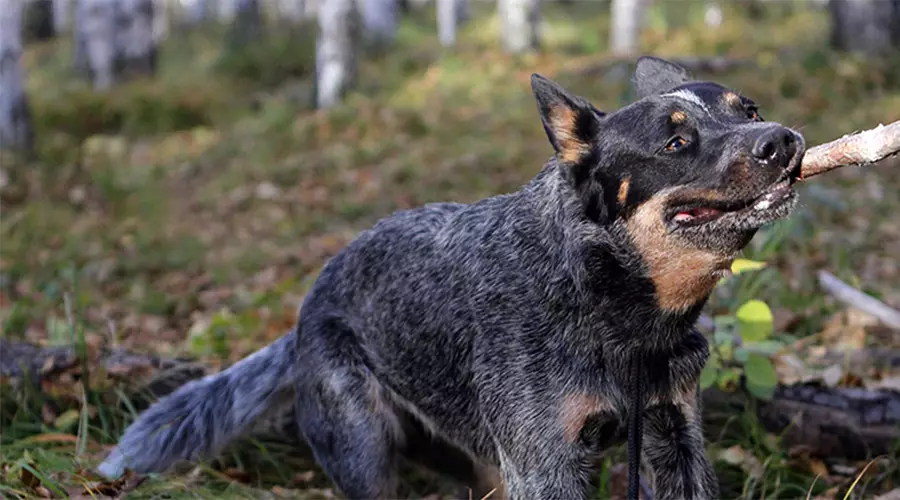 Australian Sheepdog 10th place Os australianos criaram especialmente um cão que será capaz de lidar com um grande rebanho de ovelhas em diferentes condições. Tal carga requer alta inteligência: os cães pastores se prestam bem ao treinamento e entendem instantaneamente as ordens do dono.