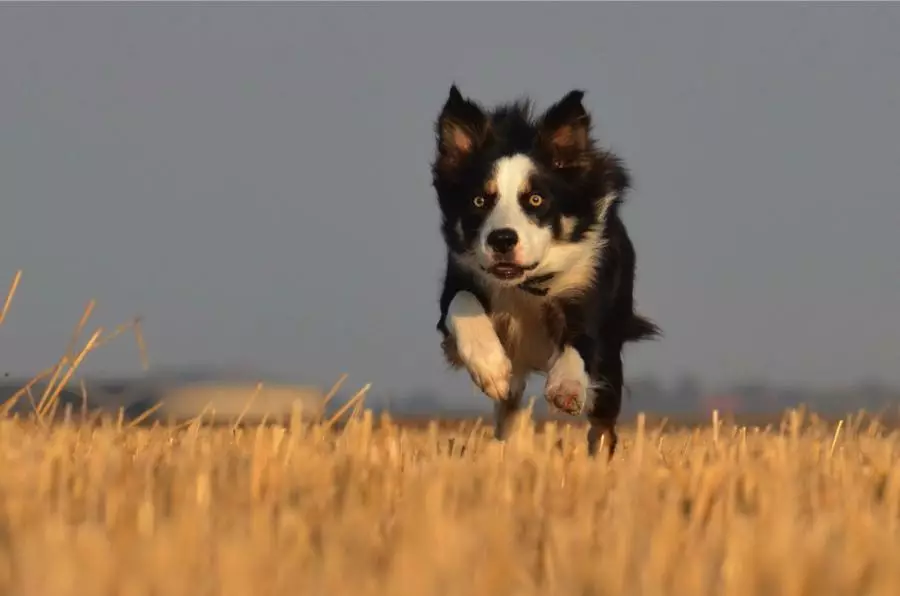 Xuduuda Collie Meesha 1aad Dhawaan, saynisyahanno ka tirsan Jaamacadda British Columbia ayaa xaqiijiyey natiijooyinka cilmi -baarista Stanley Koren: Collie Border waxaa si wada jir ah loogu aqoonsaday eyga ugu caqliga badan dhammaan noocyada. Eeyaha nimcada leh runtii waxay leeyihiin garaad aad u sarreeya, laakiin waxay u baahan yihiin culays jidheed iyo mid maskaxeed oo joogto ah. U oggolaanshaha waalidnimada Collie Border inay qaadato koorsadeeda waxay noqon doontaa qalad weyn.