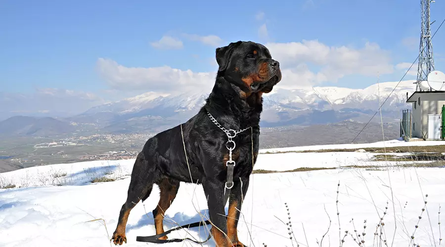 Rottweiler # 9 Biragoye kubyizera, ariko iyi mbwa nini ifite isura yintambara yo mucyiciro cya mbere ifite ubwenge bwinshi. Guhuza ubwenge nimbaraga bituma Rottweilers imbwa ikora neza.