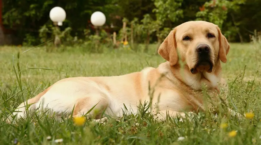 Labrador Retriever 7-nji ýer Çagaly maşgala üçin ideal it. Labradors gowy tebigaty bilen meşhur boldy, ýöne ýakymsyz ýagdaýda it özüni güýçli we rehimsiz söweşiji hökmünde görkezer. Intelligenceokary derejeli aňtaw gullugy Labradors-y polisiýa ulanmaga mümkinçilik berýär - täze şertlere çalt we aňsat öwrenişýärler.