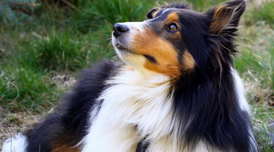 Sheltie Umwanya wa 6 Umwungeri wo muri Ecosse akunze kwitiranya na collie. Ubwoko burasa rwose, ariko Shelties irusha ubwenge kandi itunganijwe kurusha benewabo. Isura yo gushushanya ntabwo ibangamira imiterere yo kurwana: Shelties ifatwa nkimbwa zikomeye kandi zizeye.