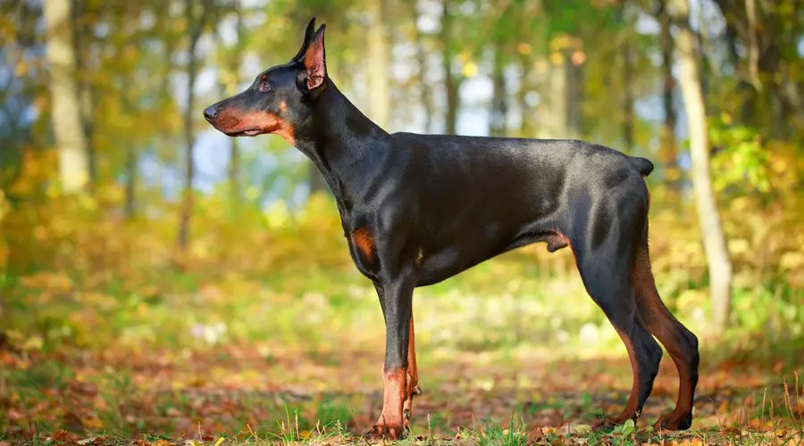 Vị trí thứ 5 của Doberman Không hiểu sao câu chuyện về sự ngu ngốc của Dobermans vẫn được nhiều người chia sẻ. Điều này không đúng - Dobermans chỉ cần huấn luyện. Nếu không có cô ấy, một con chó thông minh và mạnh mẽ sẽ trở thành một kẻ trơ tráo không thể kiểm soát được và sử dụng trí thông minh của mình để đưa ra những trò đùa mới.