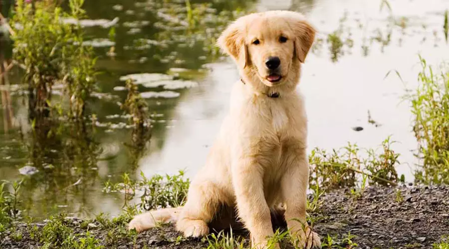 Zahabu Retriever Umwanya wa 4 Inzozi za buri mwana wisi. Ubwiza-bwiza bwiza bwiga vuba cyane rero bukoreshwa kenshi nabatabazi nabapolisi. Na none, ubu bwoko bukora nk'ubuyobozi buhebuje: Retriever ya Zahabu yumva imirimo muminsi mike kandi ikurikiranira hafi nyirayo utishoboye.