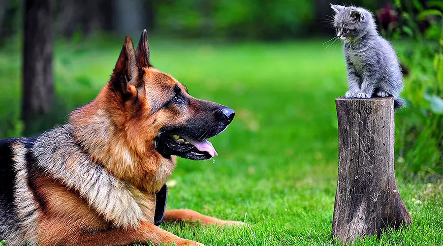 Cão pastor alemão 3º lugar Mais uma vítima de boatos infundados. Os pastores alemães têm sido usados ​​com tanta frequência como cães de serviço que as pessoas se acostumaram a ver a raça como estúpida, mas executiva. Na realidade, o pastor alemão é uma das três raças de cães mais inteligentes do mundo.