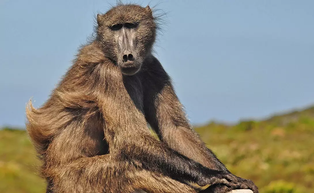 Baboons بابون جي سنجيدگي واريون صلاحيتون چمپينزيءَ جي صلاحيتن سان بلڪل ملندڙ جلندڙ آھن. ان کان علاوه ، otherين جانورن جي برعڪس ، بابو به د copeاءَ سان مقابلو ڪري سگھن ٿا.