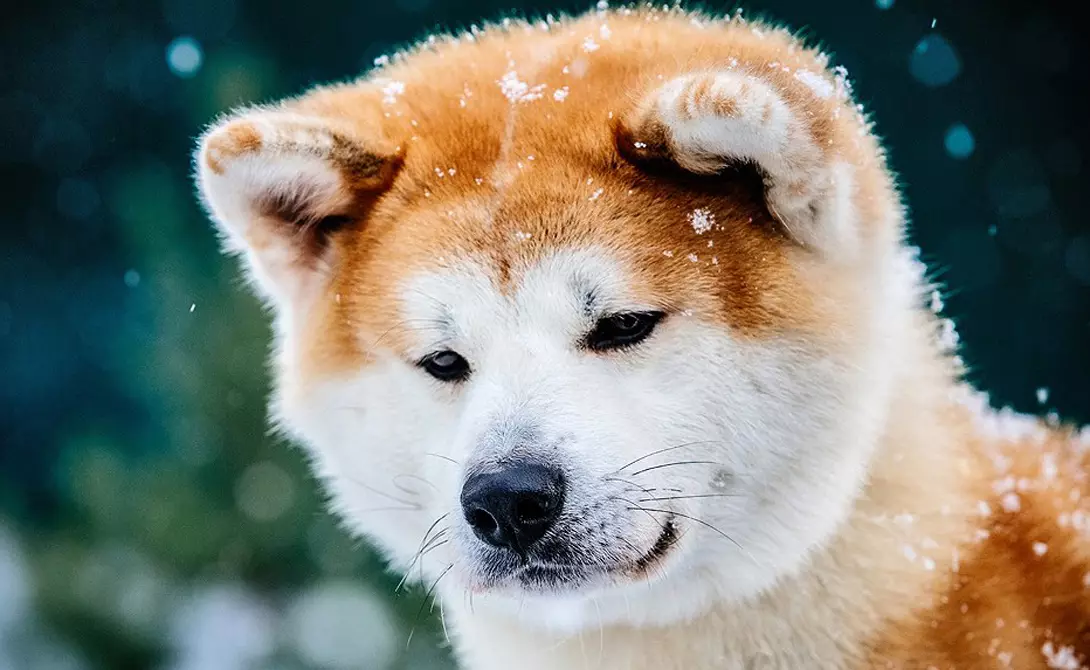 Hundar Þrátt fyrir að greindarvísitala sé mismunandi eftir tegundum eru hundar almennt stærri en aðrir dýr. Flest hundategundir, svo sem Labradors og Border Collies, eru mjög forvitnar og taka fljótt eftir minnstu breytingum á umhverfi sínu. Að auki ætti að íhuga hversu tilfinningaleg greind sem gerir þá að bestu vinum mannsins.