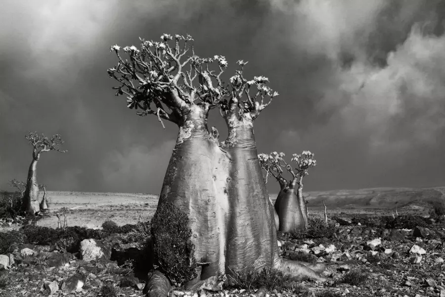 Beth Moon selecteert bomen op basis van drie criteria: leeftijd, grootte en geschiedenis. Met behulp van geschiedenisboeken, botanische naslagwerken, speciale registers en krantenartikelen gaat ze op zoek naar langlevende bomen op berghellingen, particuliere en beschermde gebieden.