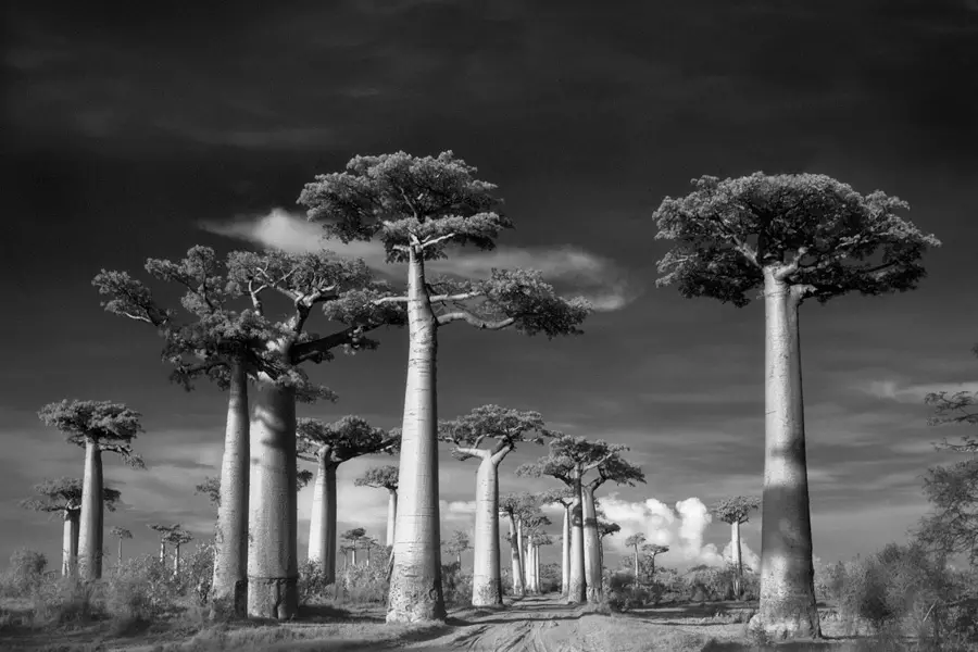 De beroemde Avenue of the Baobabs in het westen van Madagaskar. Deze weg, aan alle kanten omringd door gigantische baobabs, is misschien wel een van de beroemdste baobab-habitats ter wereld en de meest bezochte plaats in de regio. De bomen, die ongeveer 800 jaar oud zijn, zijn een erfenis van de tropische bossen die ooit in het gebied bloeiden.