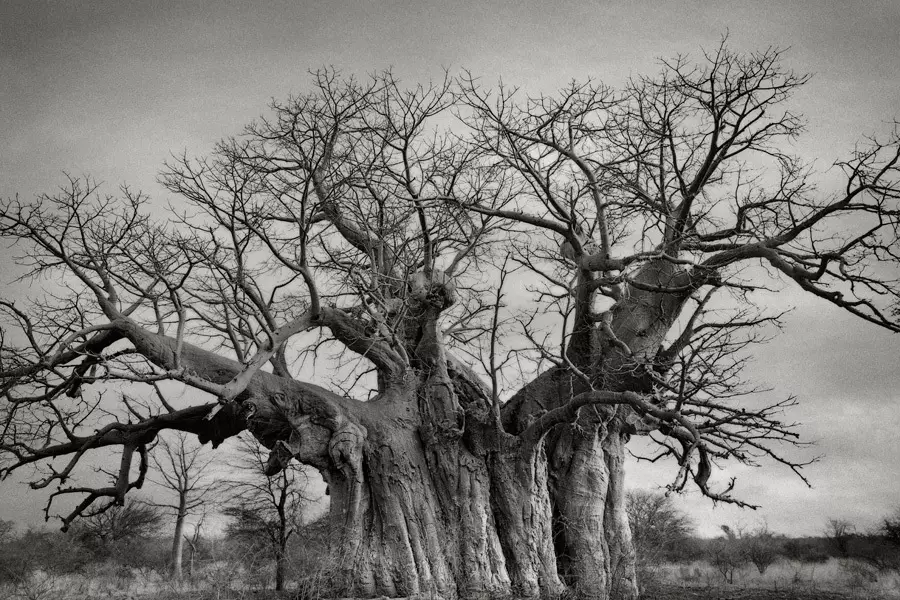 Sommige boomsoorten komen slechts in een paar uithoeken van de planeet voor, en de bedreigde baobab is daar een van. Het is meestal te vinden op het eiland Madagaskar.