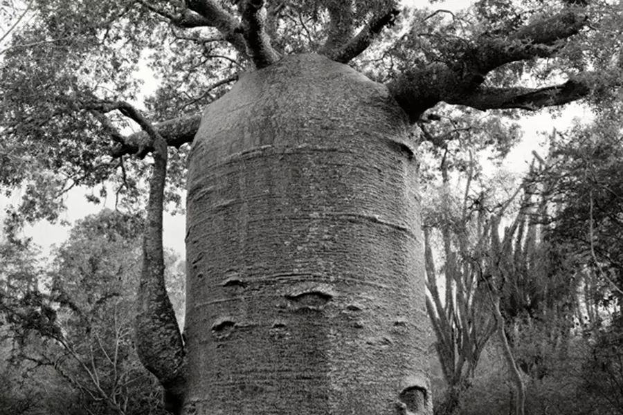 De afdrukmethode die Beth Moon gebruikt, creëert volgens haar een diepe verbinding tussen de foto's en de bomen die ze fotografeert.