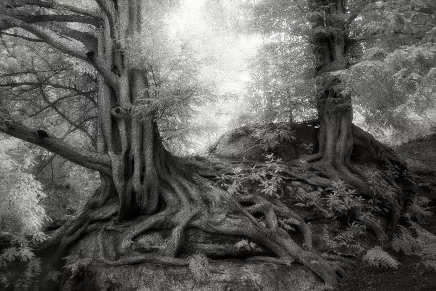 Er is nauwelijks een betere manier om de herinnering aan deze monumentale bomen, waarvan er vele nog steeds met vernietiging worden bedreigd, te bewaren dan er portretten van te maken en ze aan zoveel mogelijk mensen te laten zien.