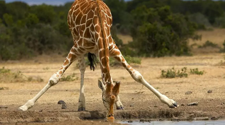 Giraffe Inde, uwu mwina ndi nthabwala ina - asayansi mwina amaganiza atawona nyangayi koyamba. Cholembedwacho ndichapadera kwambiri - mtima wake waukulu (ma kilogalamu 10) sungathe kukweza magazi kumutu! Girafa sayenera kugwada konse, chifukwa chinyengo choterechi chimatha kukomoka. Ndi mu 2016 okha pomwe akatswiri a zamoyo adapeza chinsinsi cha nyama yodabwitsa iyi: kapangidwe kake ka ma ventricles kamalola magazi kukwera kwambiri, ndipo zotengera za m'khosi sizimatuluka chifukwa cha kuthamanga kwa plasma chifukwa ndi zotanuka kwambiri. Girafi nayenso sakomoka, chifukwa magazi onse amasonkhana mumitsempha yapadera yomwe imakhazikika m'khosi.